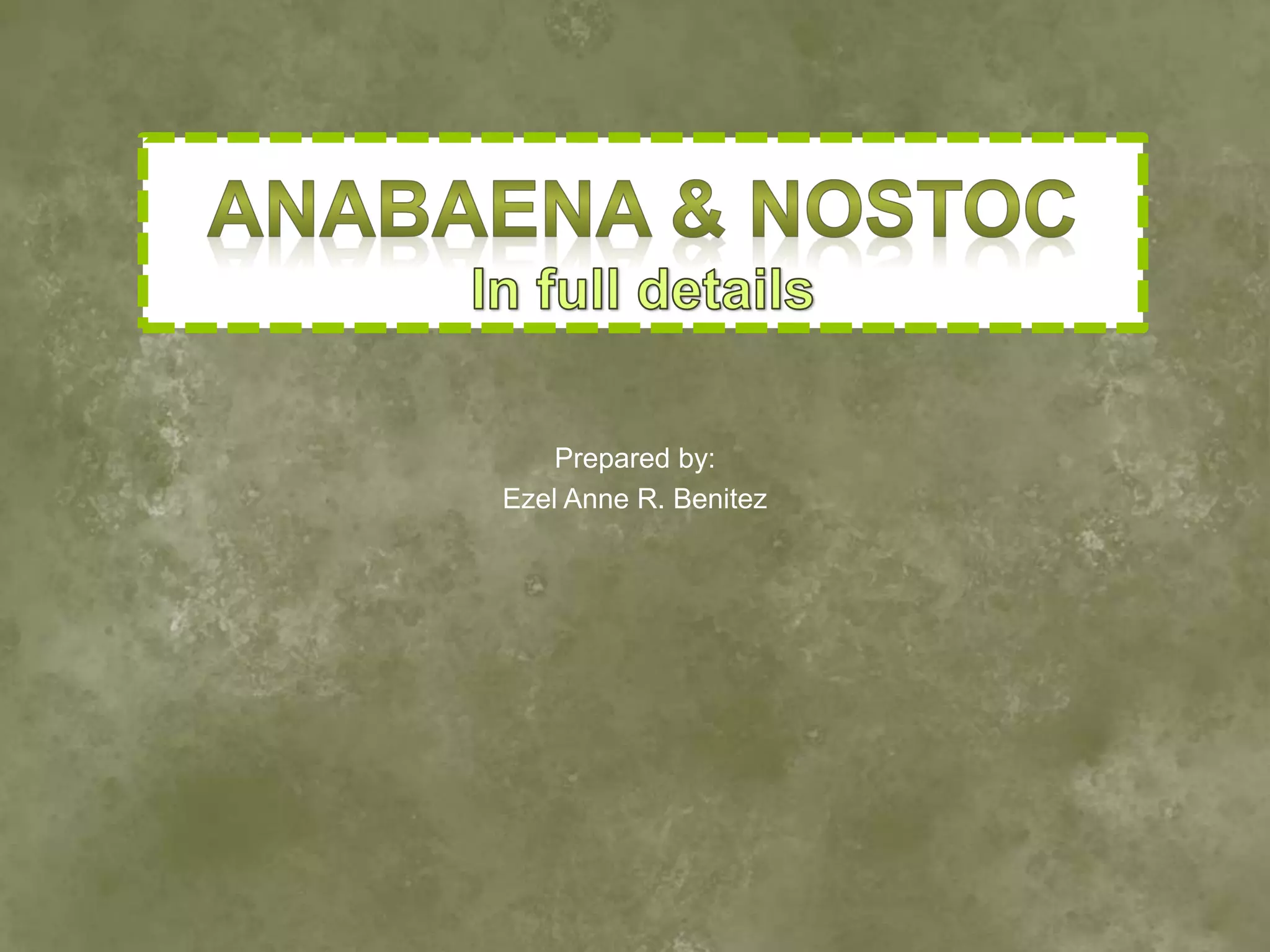 Anabaena and Nostoc | PPTX