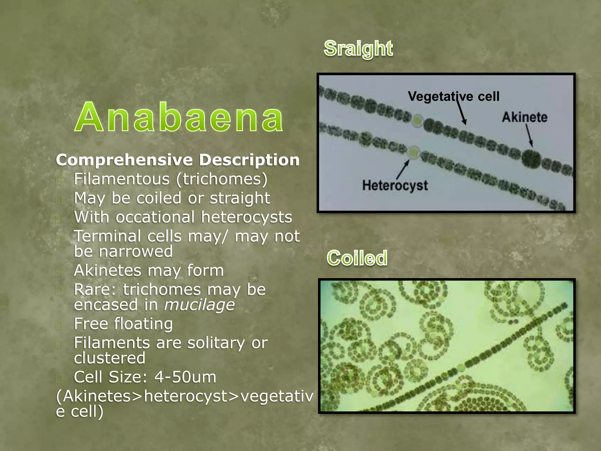 Anabaena and Nostoc | PPTX