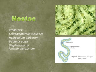 Nostoc And Anabaena