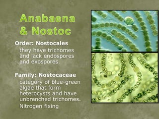 Anabaena Slide 40x