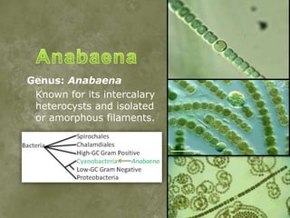 Anabaena Under Microscope Labeled