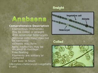 Anabaena Cell Labeled