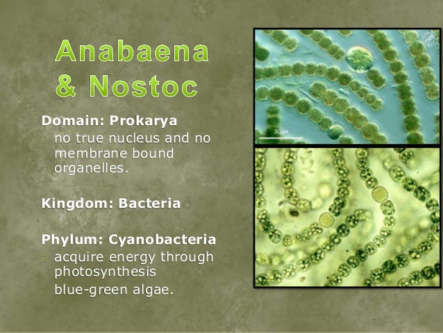 Anabaena and Nostoc