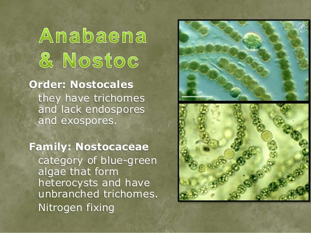 Anabaena and Nostoc
