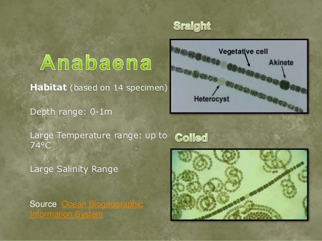 Anabaena and Nostoc
