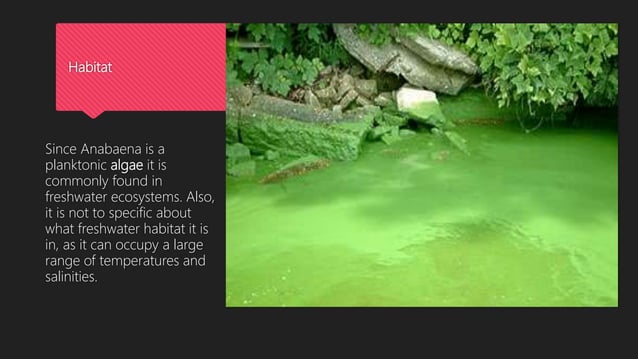 Anabena | PPTX | Biological Sciences | Science