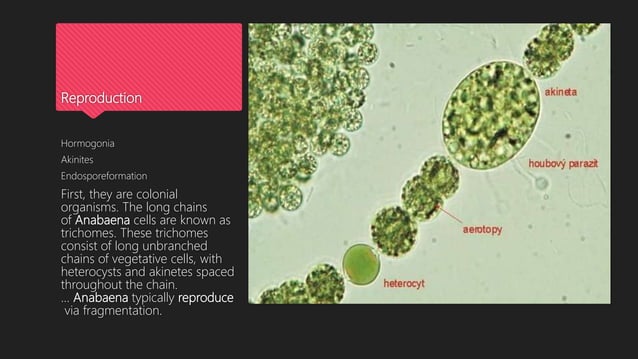 Anabena | PPTX | Biological Sciences | Science