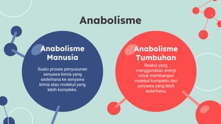 Anabolisme.pptx
