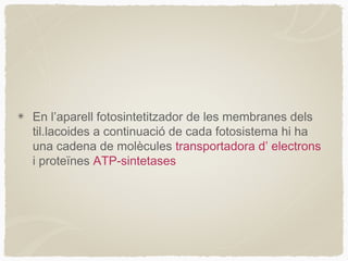 Anabolisme autòtrof | PPT