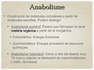 Anabolisme autòtrof | PPT