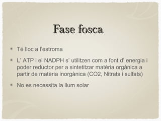 Anabolisme autòtrof | PPT