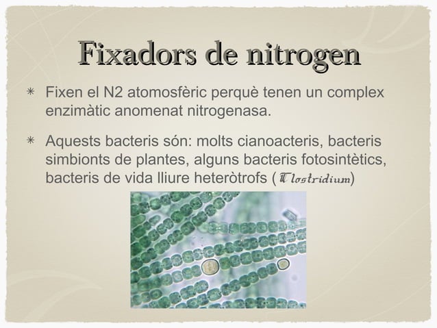 Anabolisme autòtrof | PPT