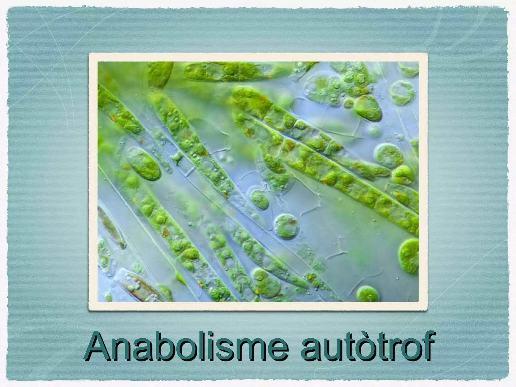 Anabolisme autòtrof | PPT