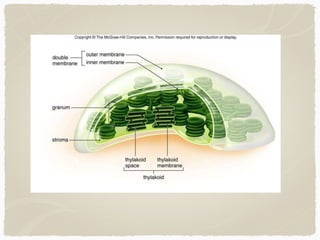 Anabolisme autòtrof | PPT