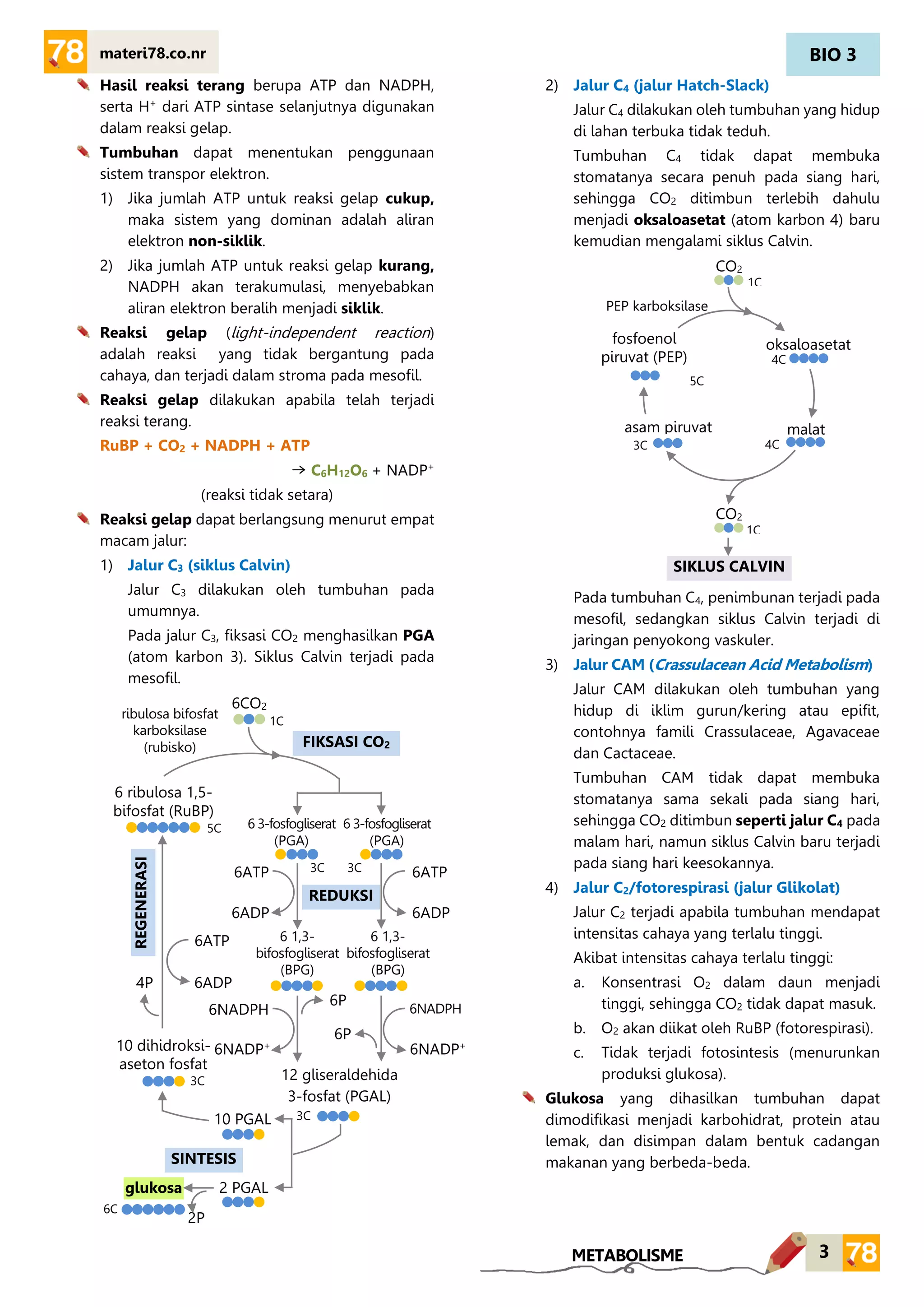 MATERI Anabolisme KELAS XII SMA | PDF