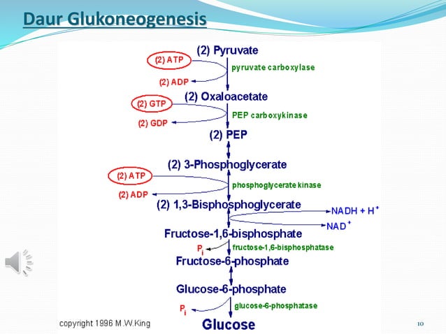 ANABOLISME, GLUKONEOGENESIS ppt bersuara (2).pptx