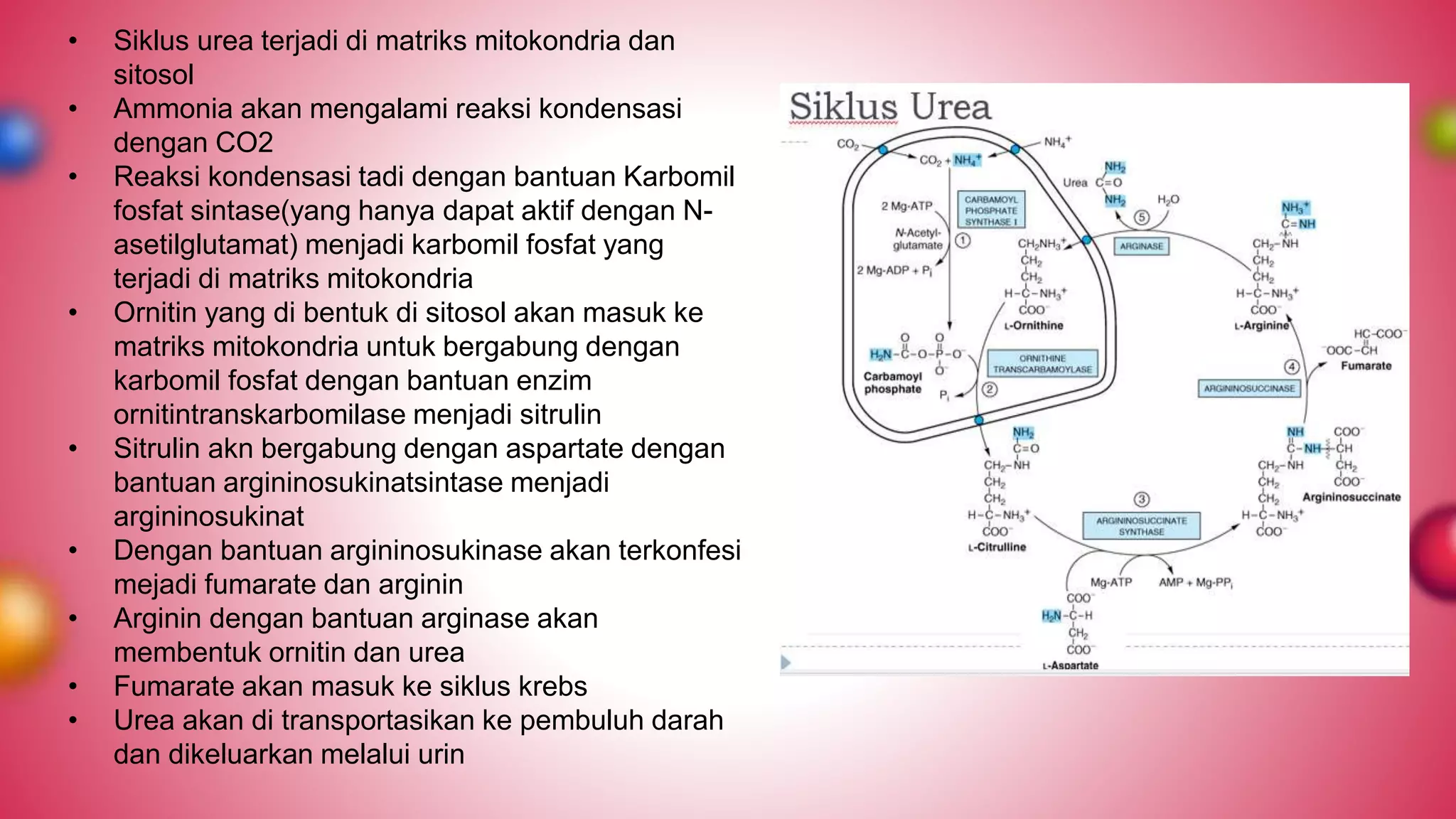 Anabolisme Katabolisme Protein.pptx