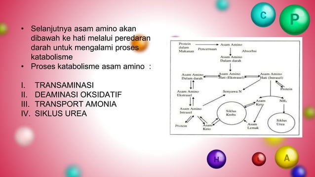 Anabolisme Katabolisme Protein.pptx | Chemistry | Science
