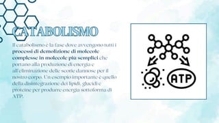ANABOLISMO CATABOLISMO E ACQUA nell'organismo | PDF