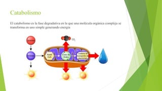 anabolismo y catabolismo MITA SAMUEL Y MONTALICO HAROLD BIOGEO 2023 2.pptx