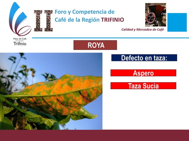 Análisis de defectos en el café