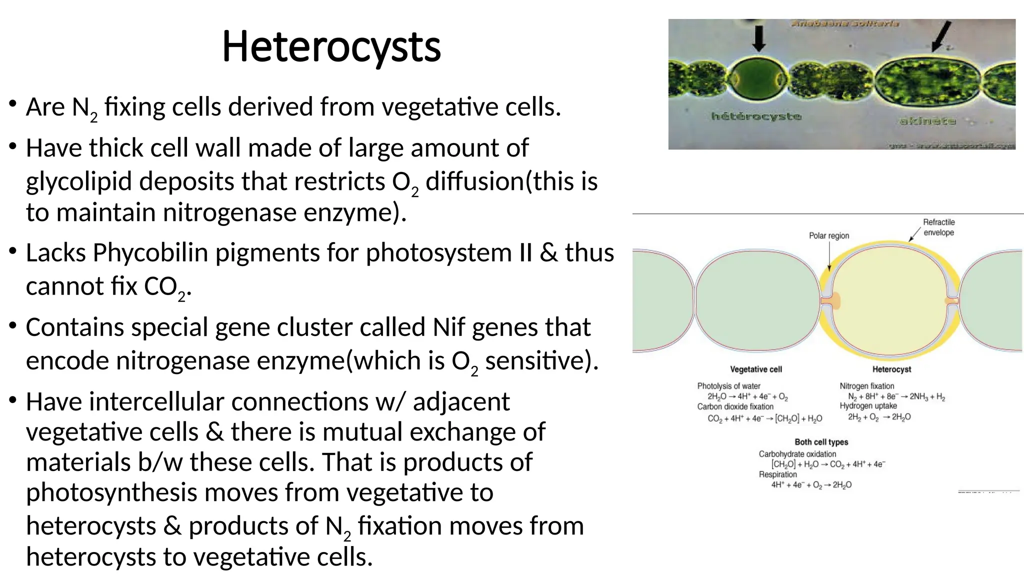 A brief account of Prokaryotic cells NEP | PPTX