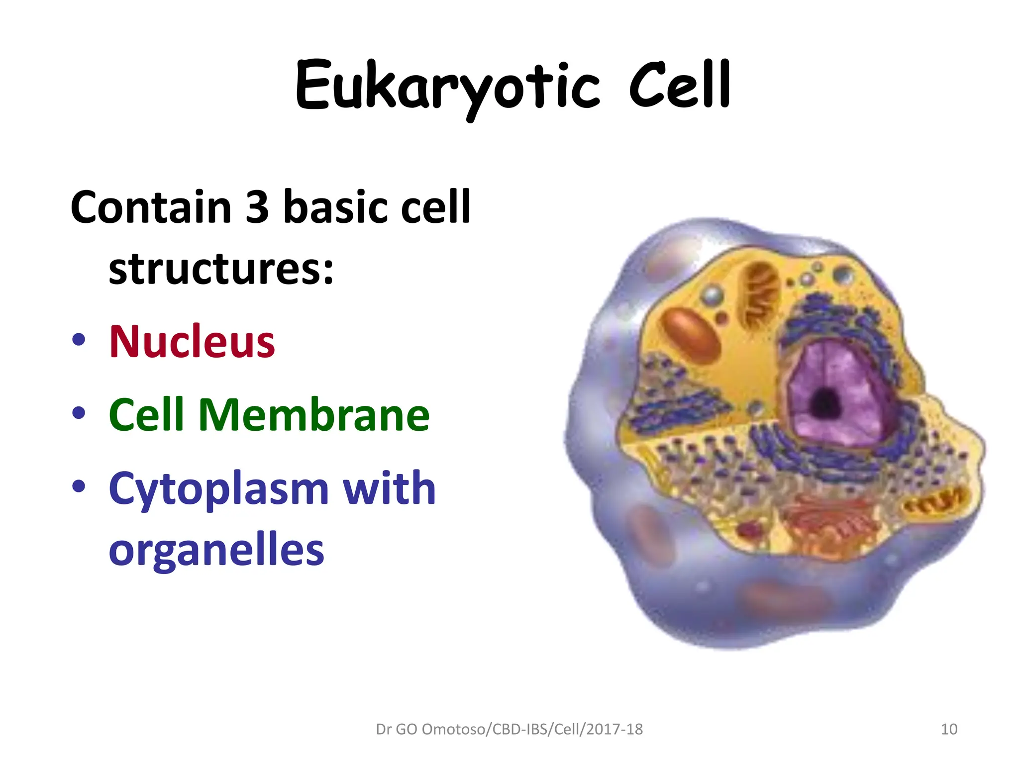 ANATOMY OF THE HUMAN CELL WITH RELEVANT ILLUSTRATIONS | PPT
