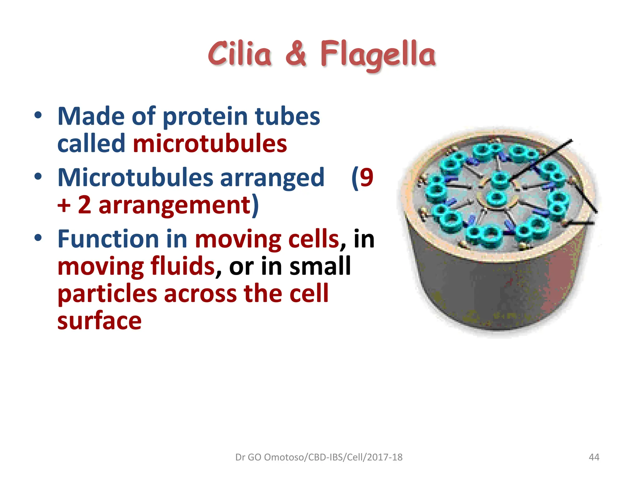 ANATOMY OF THE HUMAN CELL WITH RELEVANT ILLUSTRATIONS | PDF