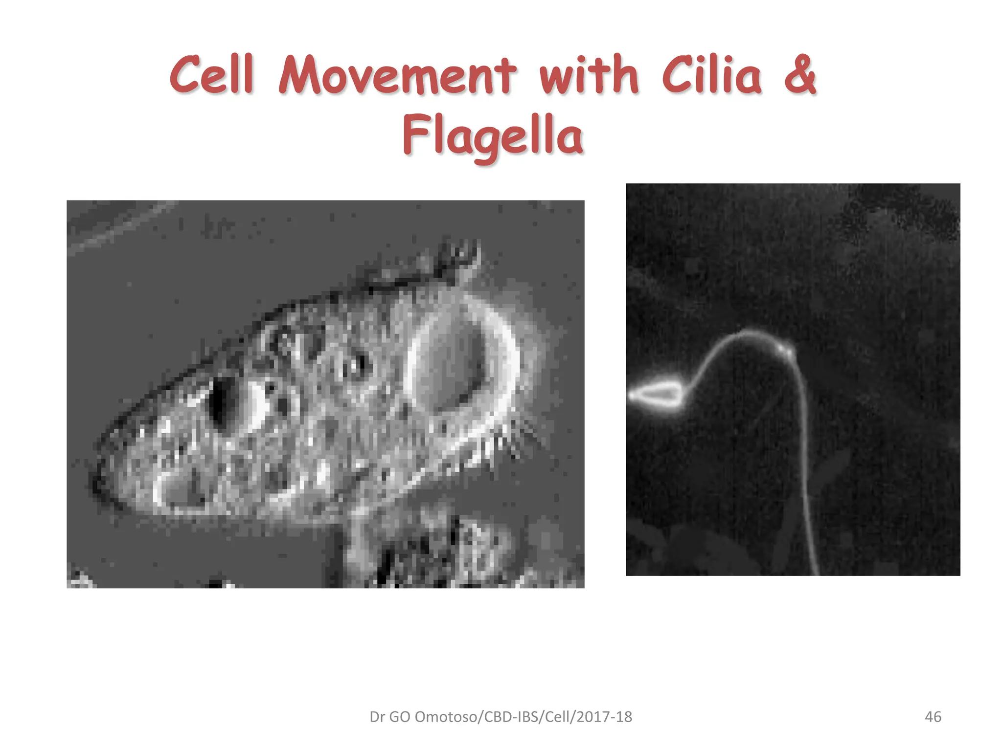 ANATOMY OF THE HUMAN CELL WITH RELEVANT ILLUSTRATIONS | PDF