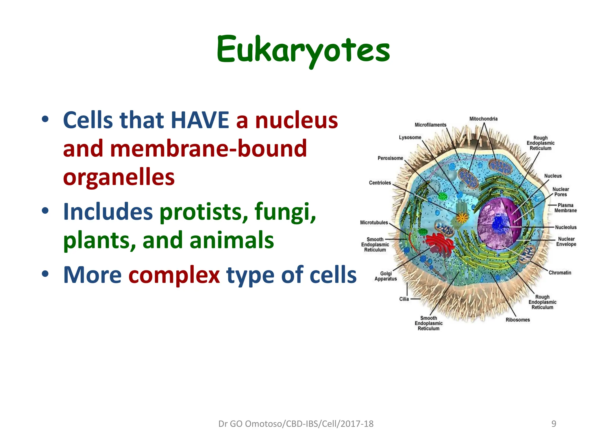 ANATOMY OF THE HUMAN CELL WITH RELEVANT ILLUSTRATIONS | PPT