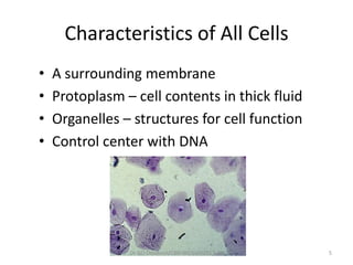 ANATOMY OF THE HUMAN CELL WITH RELEVANT ILLUSTRATIONS | PDF