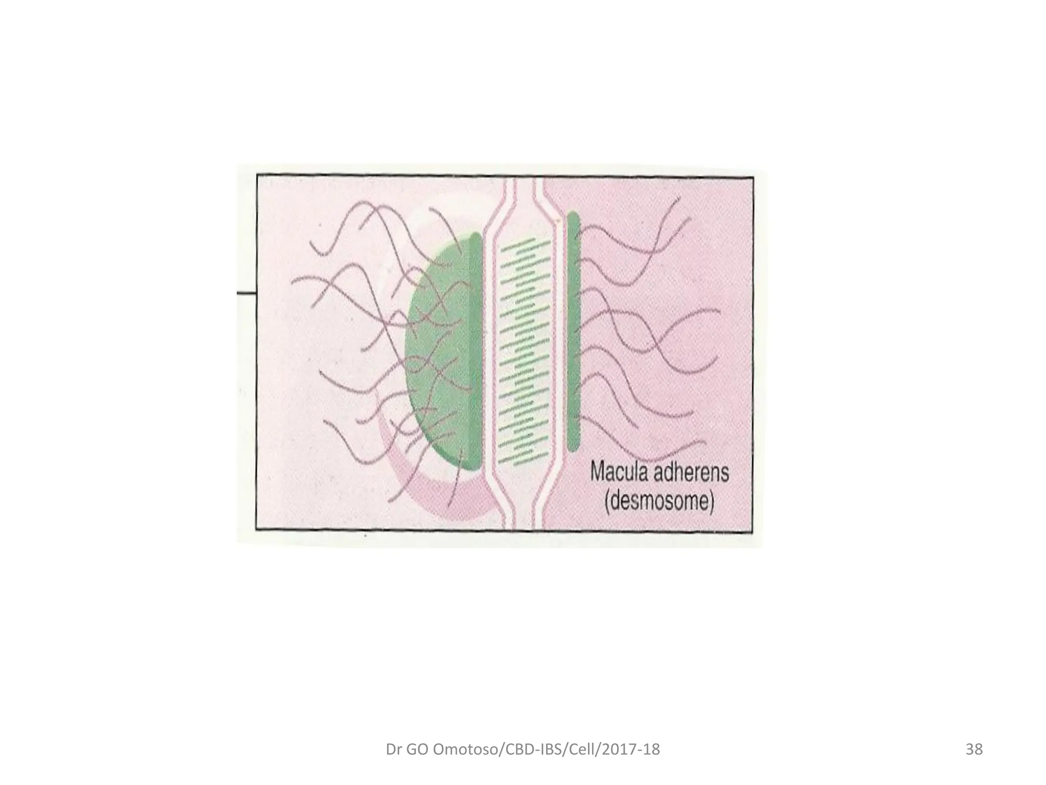 THE ANATOMY OF THE HUMAN CELL WITH RELEVANT ILLUSTRATIONS | PPT