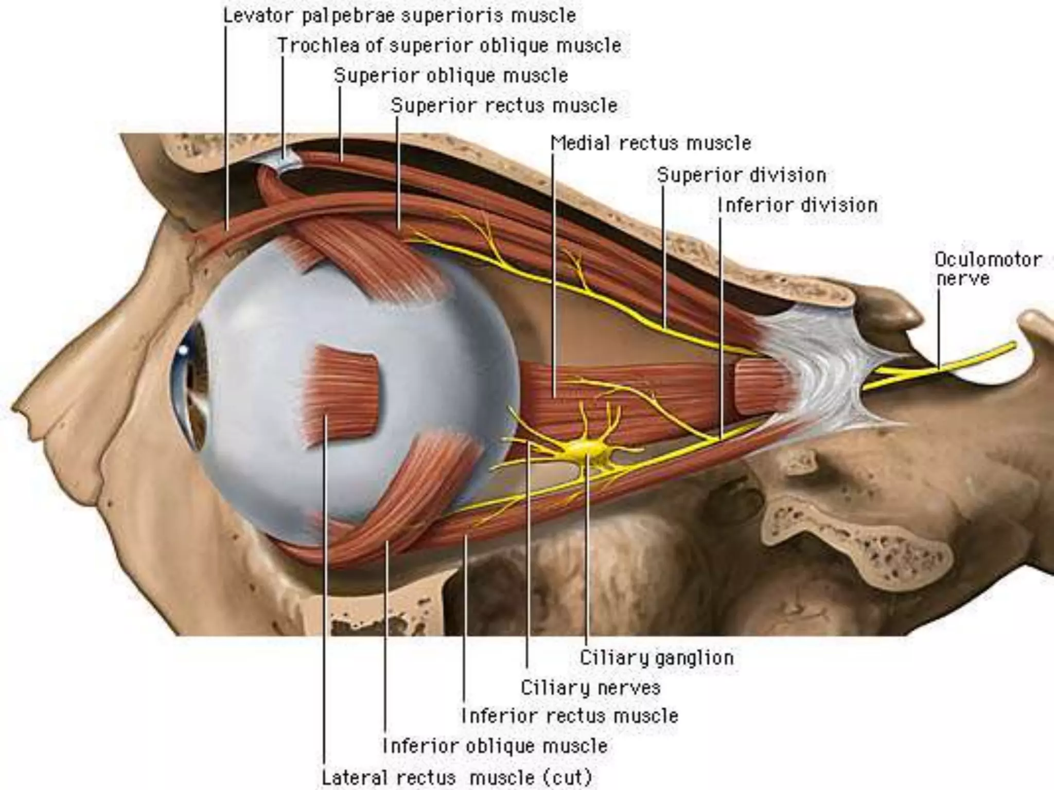 Anatomy of 3rd cranial nerve | PPTX