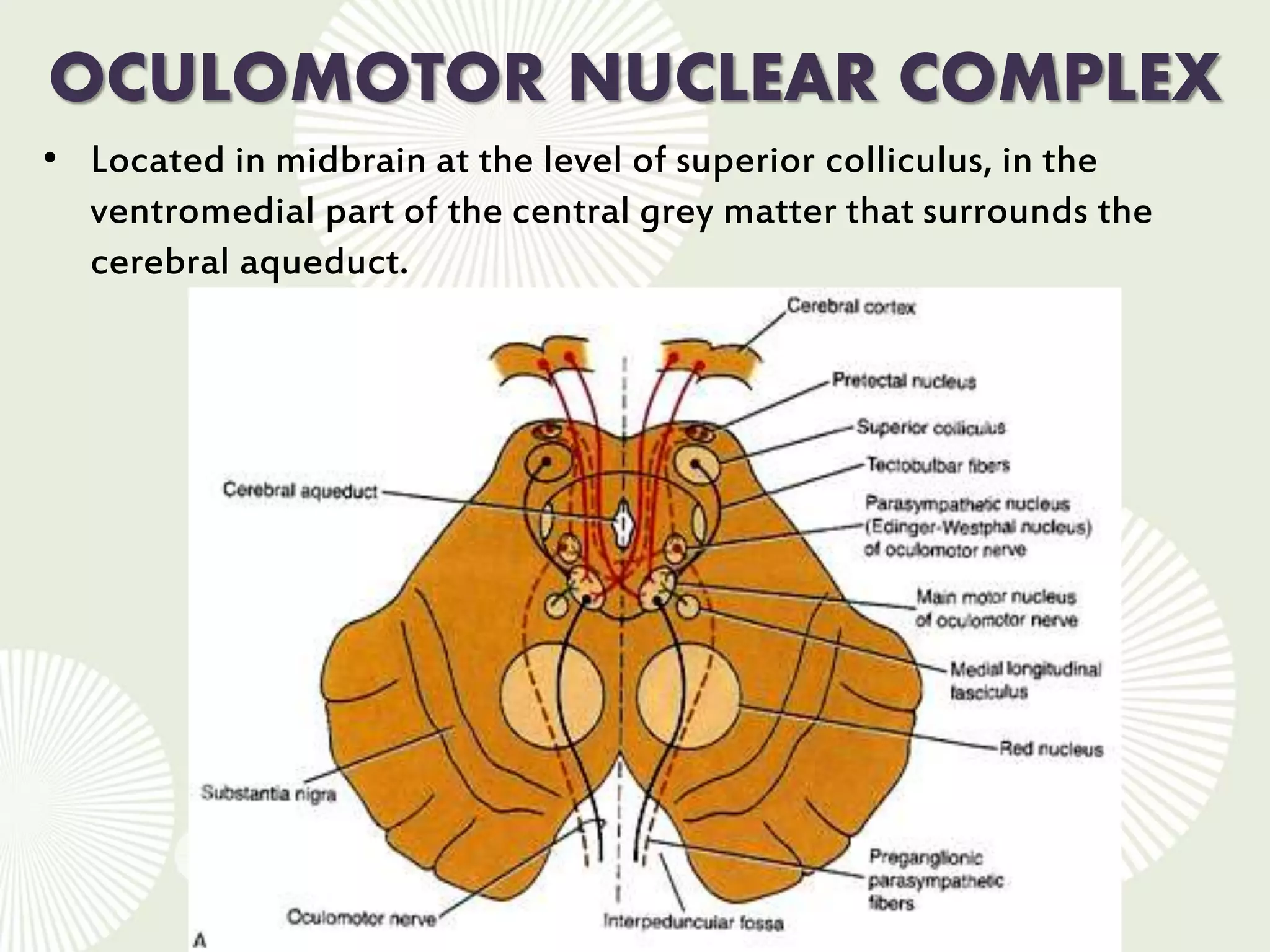 Anatomy of 3rd cranial nerve | PPTX