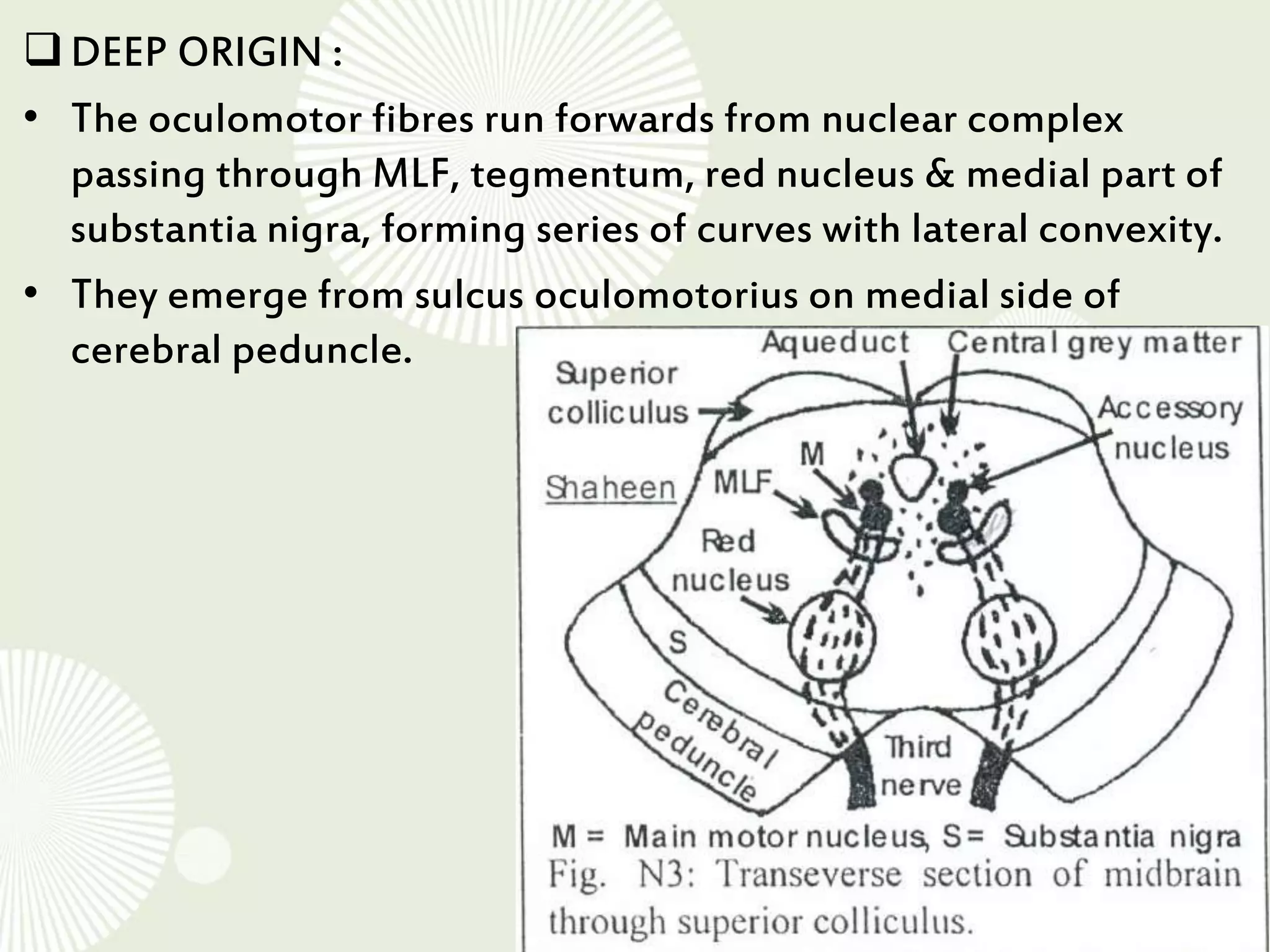Anatomy of 3rd cranial nerve | PPTX