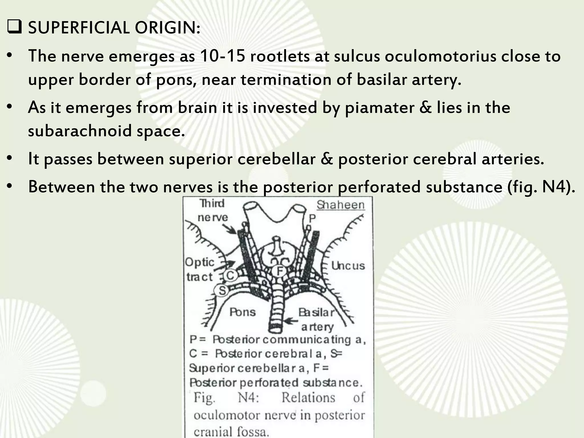 Anatomy of 3rd cranial nerve | PPTX