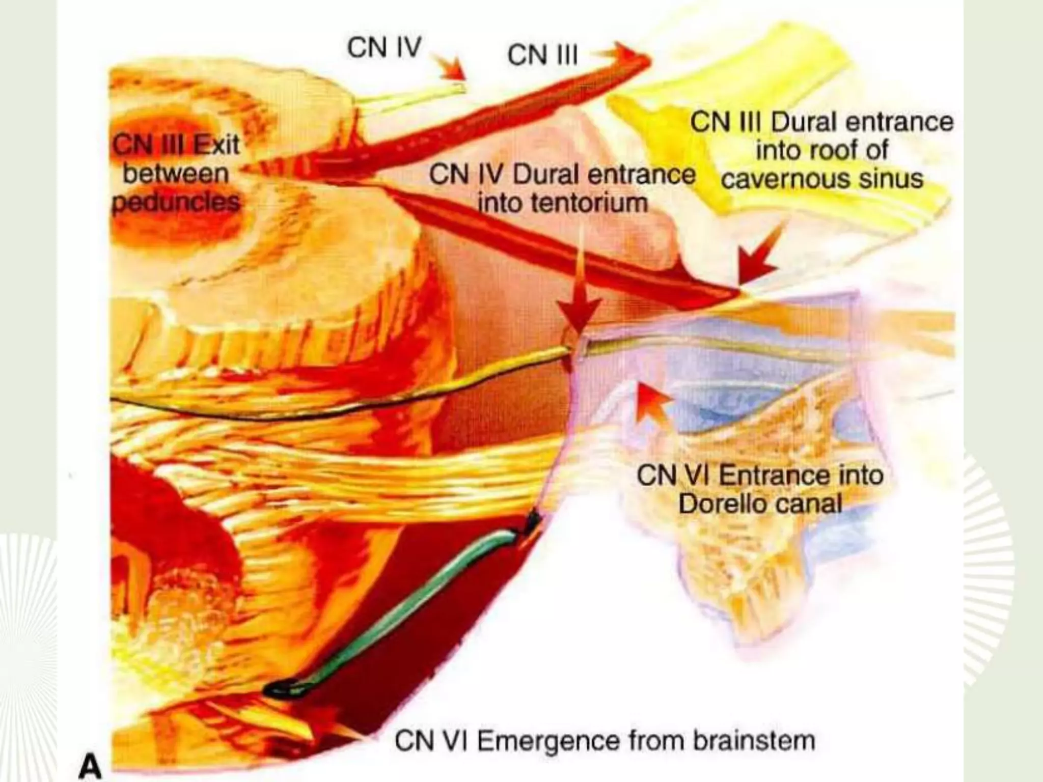 Anatomy of 3rd cranial nerve | PPTX
