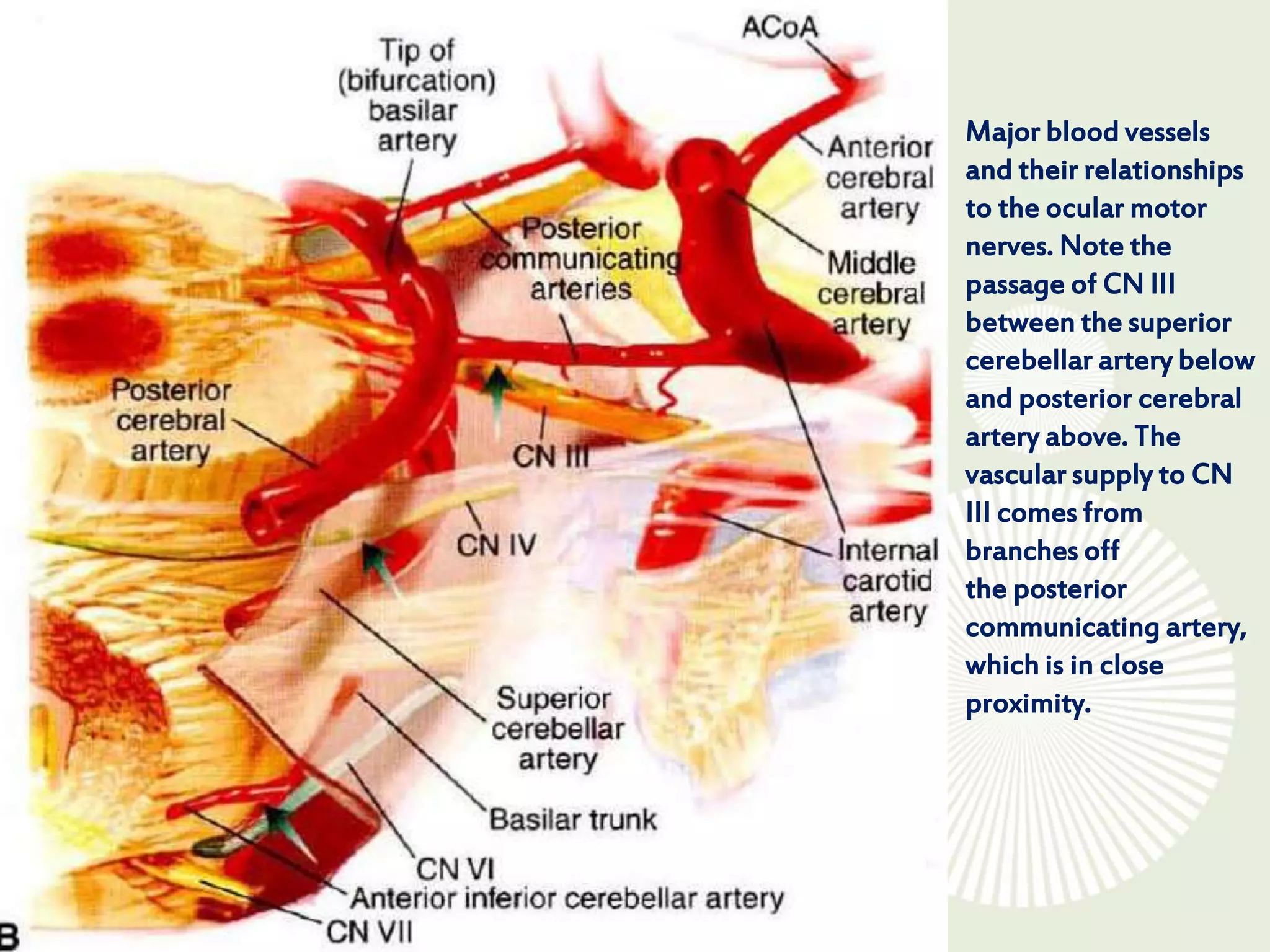 Anatomy of 3rd cranial nerve | PPTX