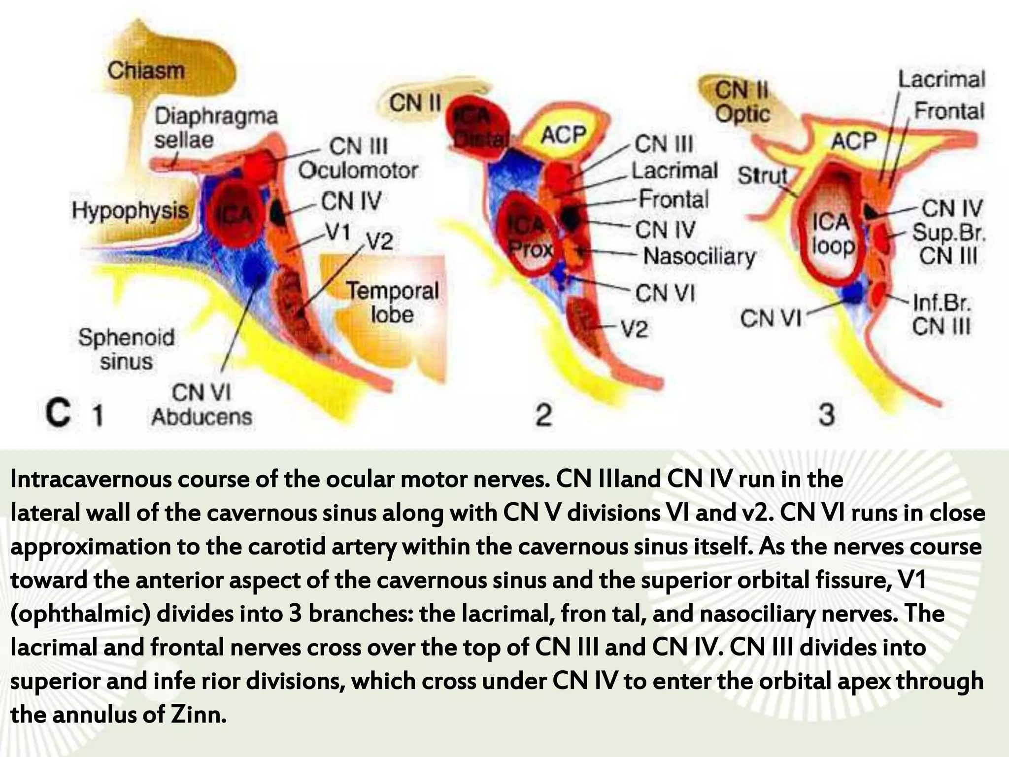 Anatomy of 3rd cranial nerve | PPTX