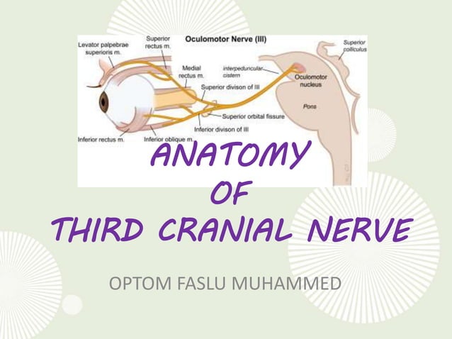 Anatomy of 3rd cranial nerve | PPTX