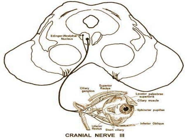 Anatomy of 3rd cranial nerve | PPTX