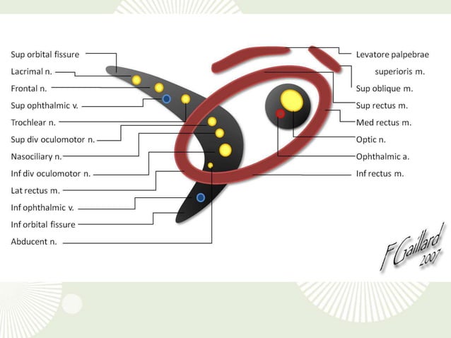 Anatomy of 3rd cranial nerve | PPTX