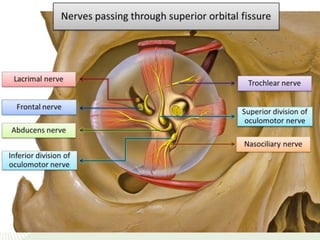 Anatomy of 3rd cranial nerve | PPTX