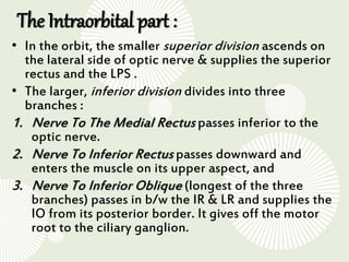 Anatomy of 3rd cranial nerve | PPTX