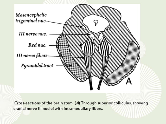 Anatomy of 3rd cranial nerve