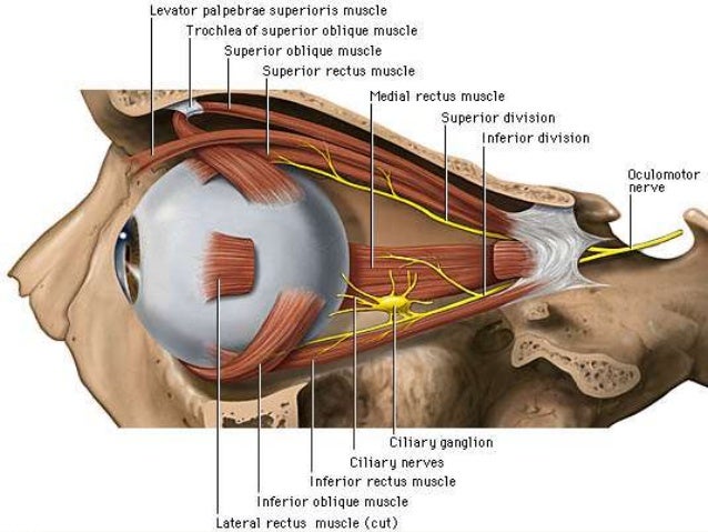 Anatomy of 3rd cranial nerve