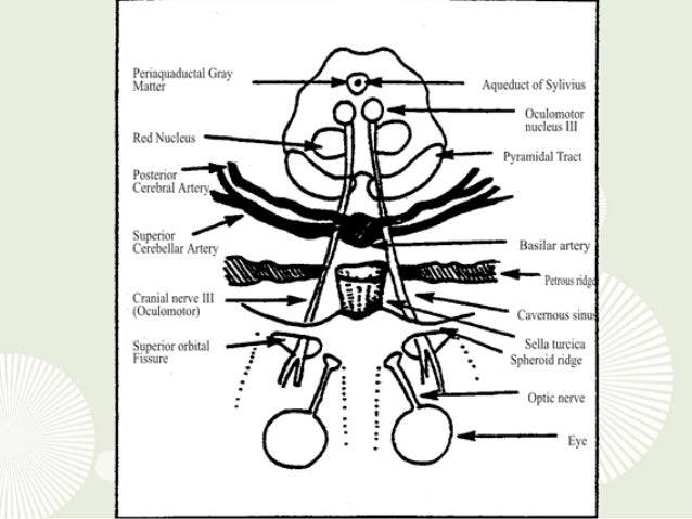 Anatomy of 3rd cranial nerve