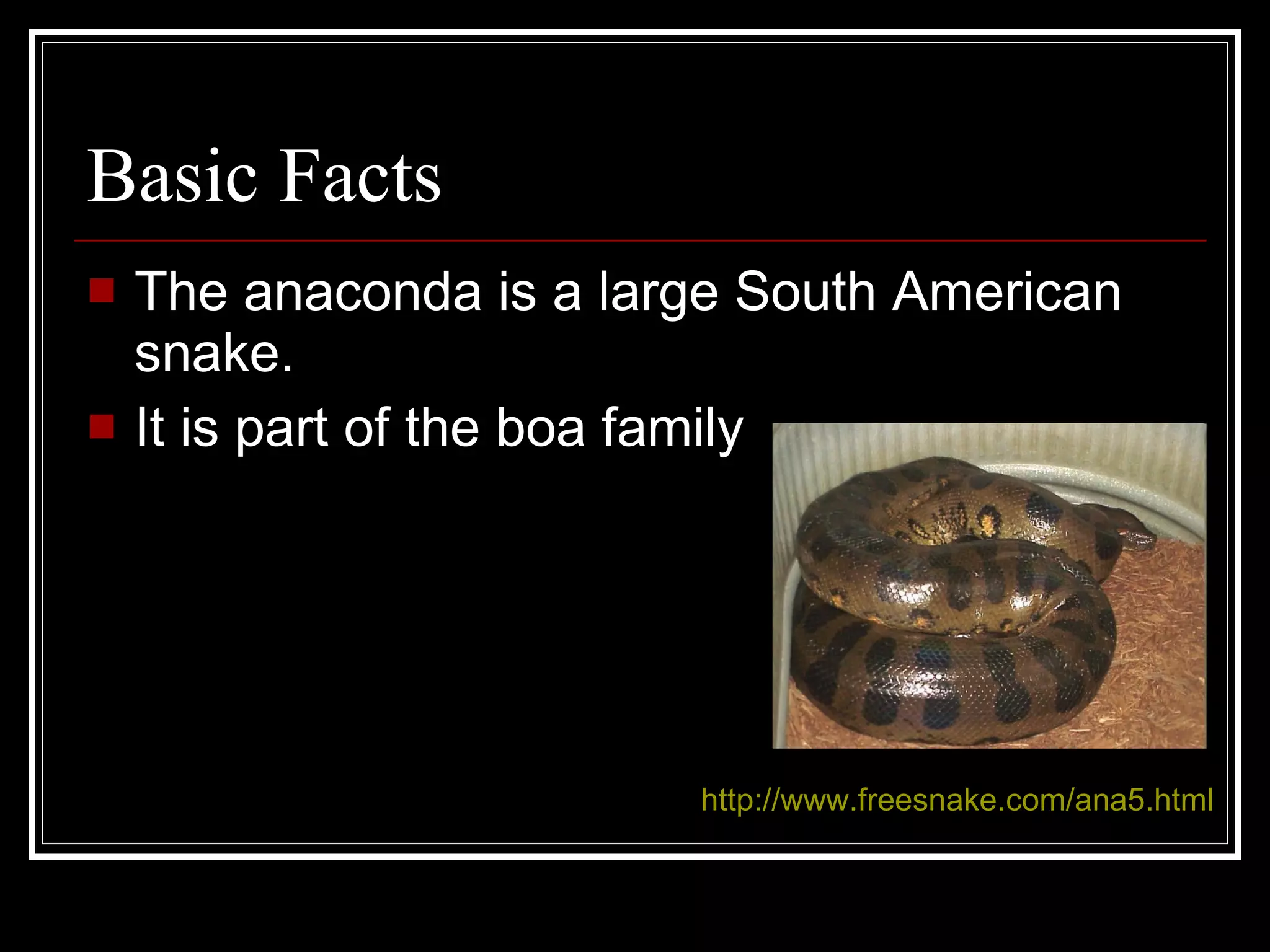 Anaconda | PPT