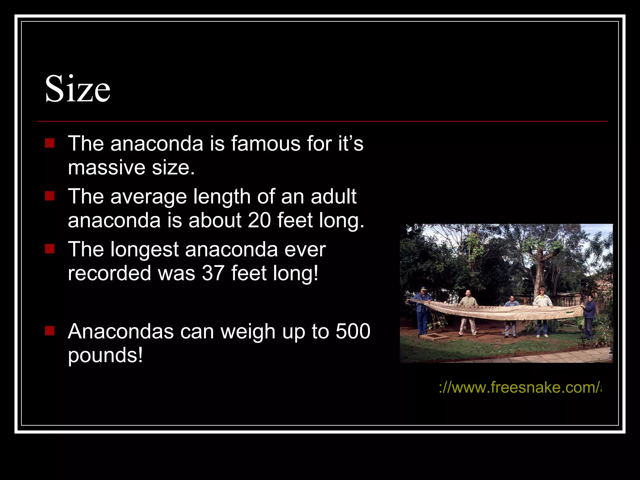 Anaconda | PPT