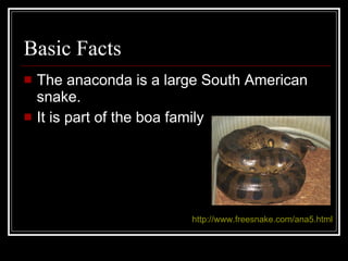 Anaconda | PPT